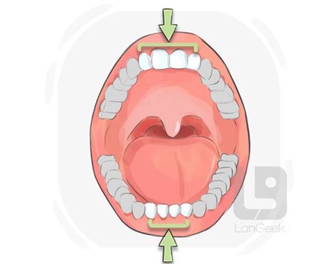 Definition And Meaning Of Incisor Langeek