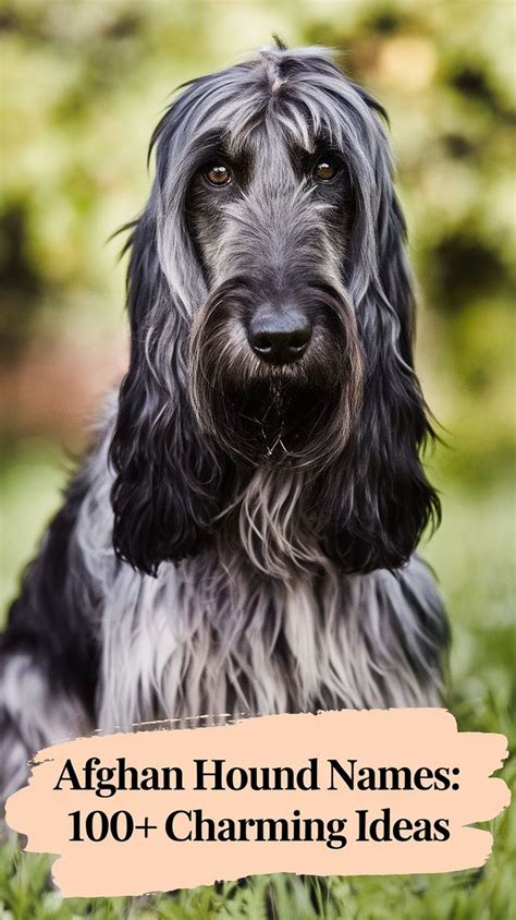 Afghan Hound Names 100 Charming Ideas For Your Elegant Pup In 2025