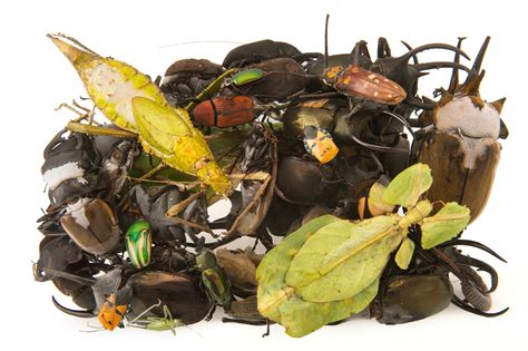 Dead Insects Joel Sartore