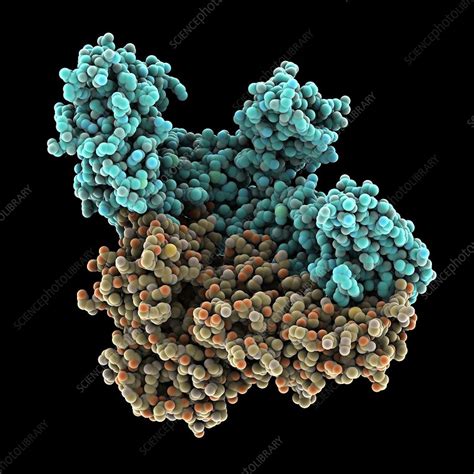 Hiv Reverse Transcriptase Enzyme Stock Image C009 0199 Science Photo Library