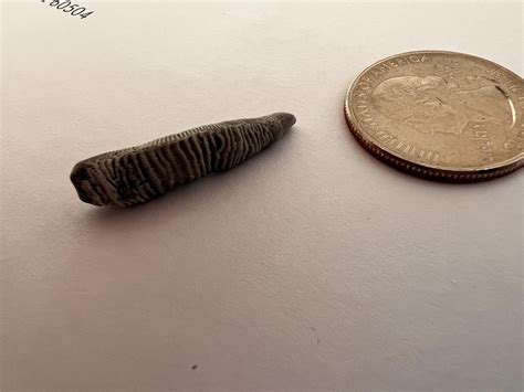 What Could This Be R Fossilid