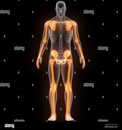 Human Skeleton System Appendicular Skeleton Bone Joints Anatomy Stock
