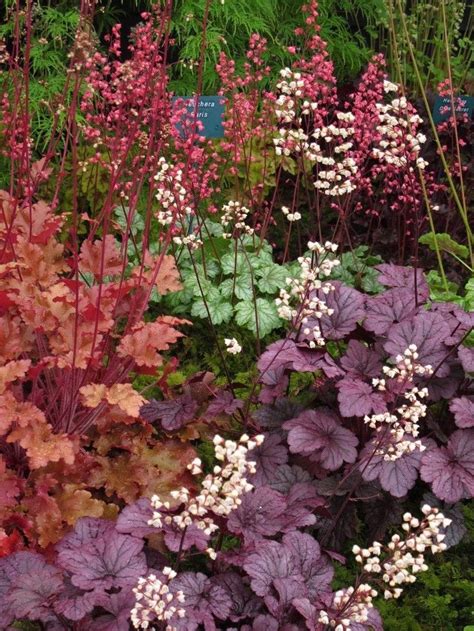 Pin By Laurie Colbath Libby On Flora And Fauna Heuchera Garden Design Shade Plants