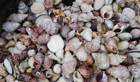 British Rostrated Cowries Of East Sinai By E L Heiman