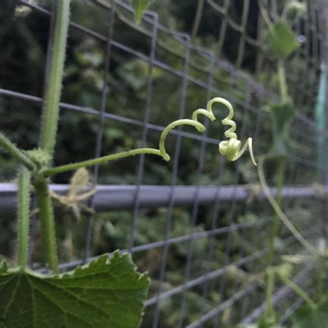 How I Built A Cucumber Support For Free Homegrown Garden