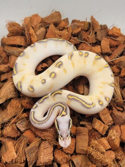 Pastel Enchi Ghi Highway Ball Python By Morph Jungle