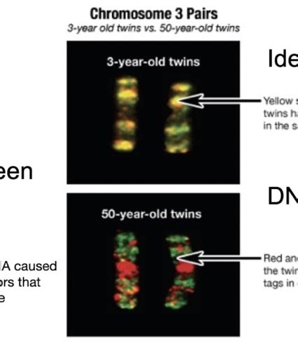 Epigenetics And Abnormal Gene Expression Flashcards Quizlet