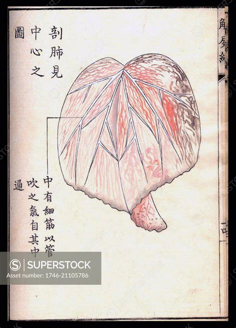 Illustration From A Japanese Anatomical And Medical Text Complete Notes On The Dissection Of