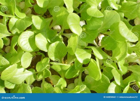 Small Lettuce Shoots Stock Image Image Of Green Closeup 60858661