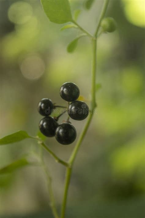 A Cluster Of Solanum Nigrum Berries In The Garden Stock Image Image