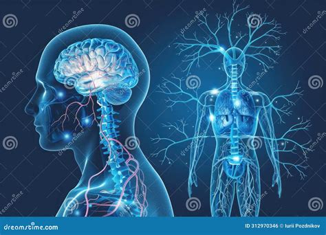 Detailed Illustration Of The Blue Human Nervous System And Brain