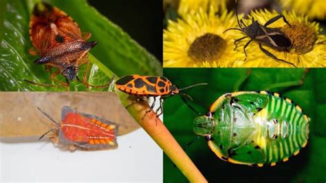 How To Remove Stink Bug Stain From Skin School Of Bugs