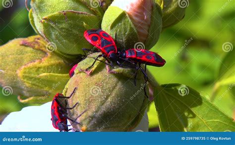 The Firebug Pyrrhocoris Apterus Insects Suck Juices From Mallow Fruit Stock Video Video Of