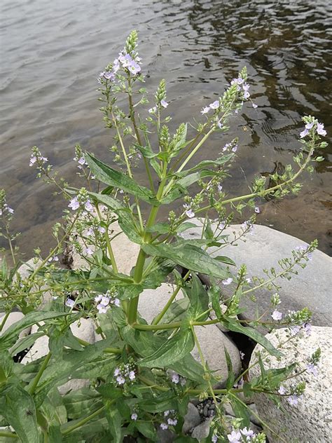 Blauer Wasser Ehrenpreis Veronica Anagallis Aquatica Perfekt Am Teich