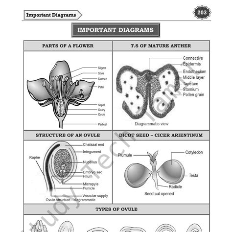 Biological Diagrams Illustration Charts Diagrams Graphs