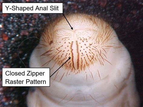 Severe Grub Damage Spotted In Northern Michigan Grass Hay Field Forages