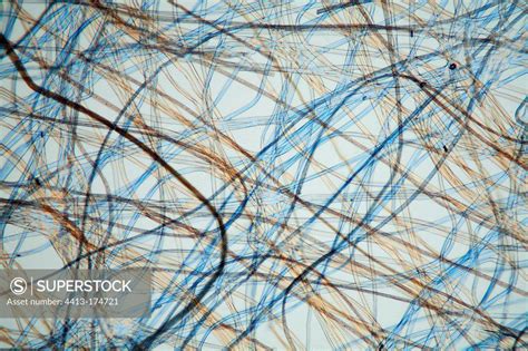 Fibers Of Cellulose Wadding By Light Microscopy Superstock