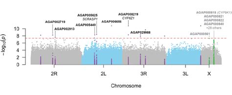 Manhattan Plot Showing The Genetic Associations Between The Two Major