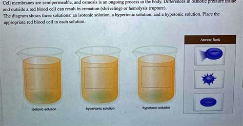 Cell Membranes Are Semipermeable And Osmosis An Ongoing Process In The Body Differences In