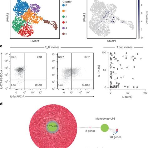 A Distinct Subset Of Human Th17 Cells Can Express Il 1α A Scrna Seq