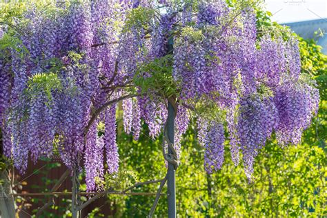 What Does A Wisteria Flower Look Like At Nicholas Chapman Blog