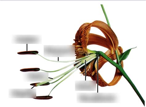 Botany Flower Lab Pt2 Diagram Quizlet