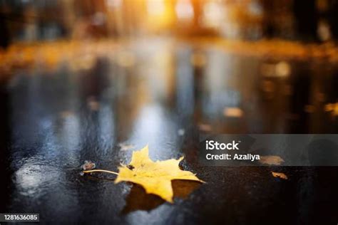노란 단풍나무 잎 한 잎이 젖은 포장도로에 놓여 있습니다 쓰러진 단풍 나무 잎에서 추상적인 가을 배경 10월에 대한 스톡 사진 및 기타 이미지 Istock