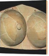 Ancient Greek Breasts Votive Sculpture Photograph By David Parker