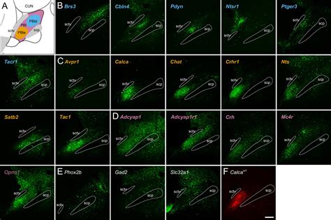 Molecular And Anatomical Characterization Of Parabrachial Neurons And Their Axonal Projections