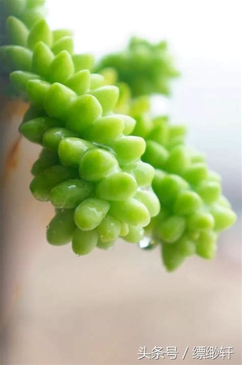 玲珑剔透的多肉植物 手机壁纸的最佳候选! 每日头条 玲珑剔透的多肉植物 手机壁纸的最佳候选! 每日头条