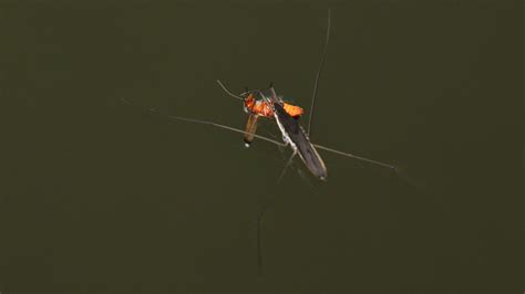 water strider life cycle