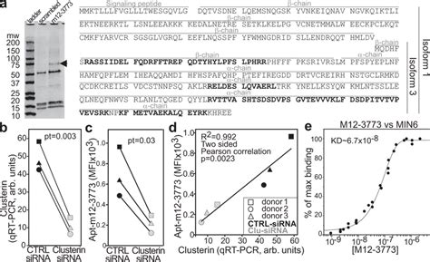 Clusterin Is The Putative Target For Aptamer M12 3773 A Single Cell