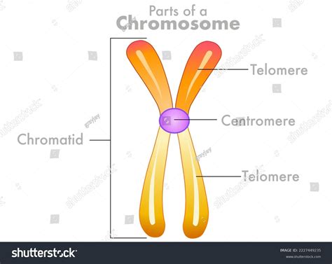 Partes De Un Cromosoma Más De 6 449 Ilustraciones Y Dibujos De Stock