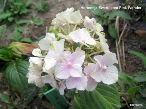 Hydrangea Hortensja Hydrangea Macrophylla Hortensja Ogrodowa Pink