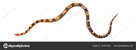 Top View Python Isolated White Panoramic Shot Stock Photo AndrewLozovyi