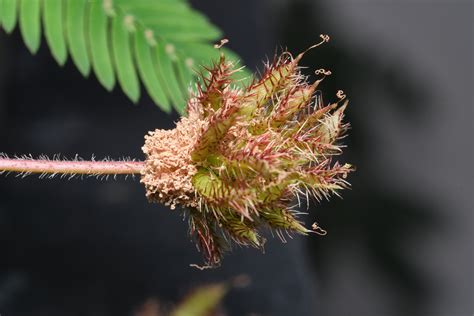 La Dormilona Una Planta Que Aprende Y Recuerda Nube De Monte