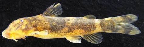 Chiloglanis Occidentalis · Inaturalist