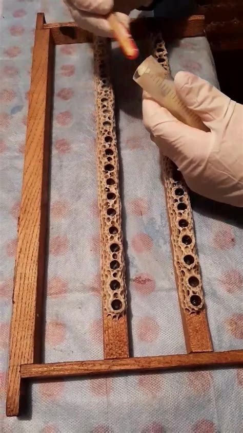 ფუტკრის რძე Home