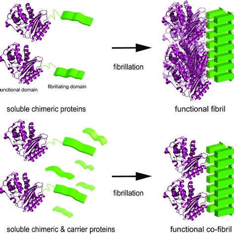 Schematic Illustration Of Two Concepts For Functionalization Of Protein