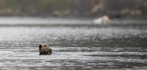 캘리포니아 바다 수달 엔히드라 루트리스 미국 캘리포니아 중부 해안의 모로 베이 항구에서 수영 1번 도로에 대한 스톡 사진 및