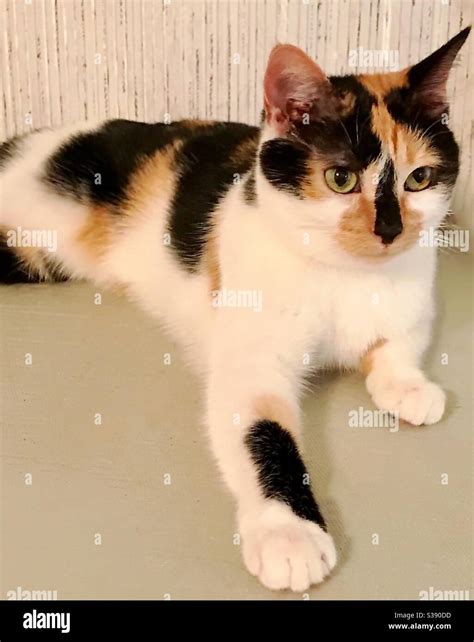 American Shorthair Calico