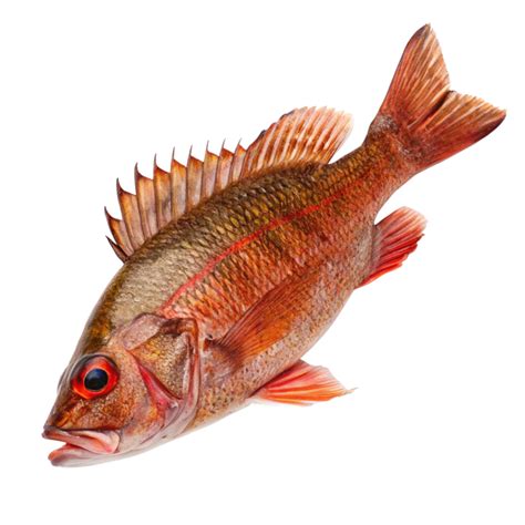 Closeup Of A Vibrant Red Snapper Fish With Detailed Scales And Fins