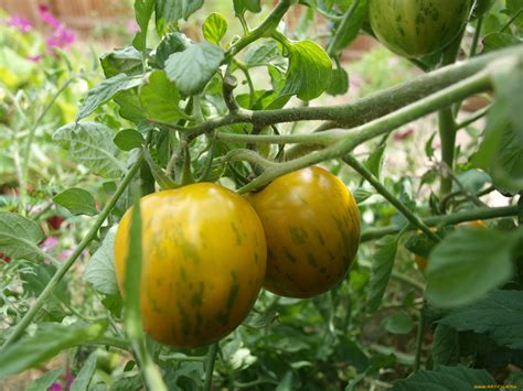 Обои Природа Плоды обои для рабочего стола фотографии природа плоды помидор Обои для