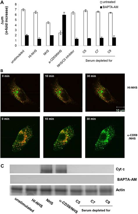 Complement Membrane Attack Complex Semantic Scholar