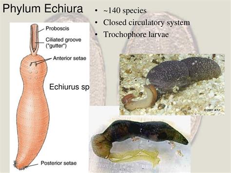 Ppt Phylum Annelida Powerpoint Presentation Free Download Id258520