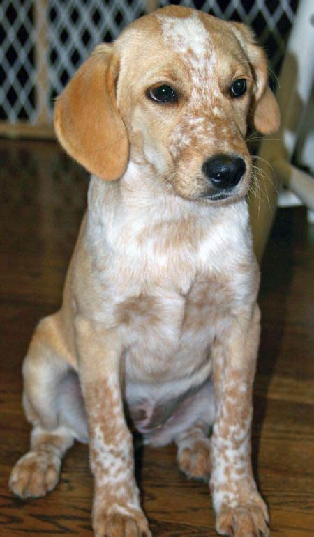 Red Heeler Lab Mix