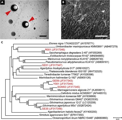 Isolation Of Cellulolytic Bacteria From The Deep Sea A Optical Download Scientific Diagram