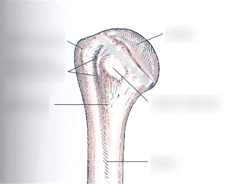 Humerus Proximal End Diagram Quizlet