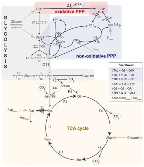 Biomolecules Free Full Text Ex Vivo 13c Metabolic Flux Analysis Of