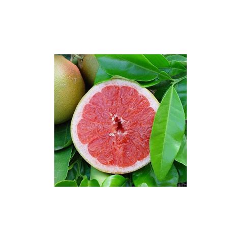 Fruit Direct Producteur Local Bordeaux Fruit Bio Pas Cher Ptits Cageots